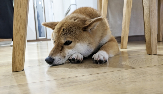 dyson v8 origin sv25 rd2 口コミ・評判でわかる使い方と性能 | Miyutalk-log